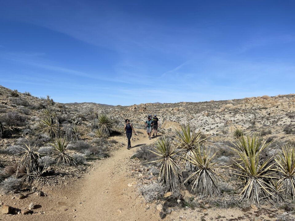 RVers Guide to Joshua Tree National Park | TREKKN